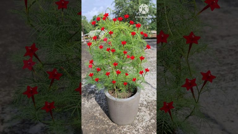 Plant Star: De Ultieme Gids voor de Beste Kamerplanten in 2024